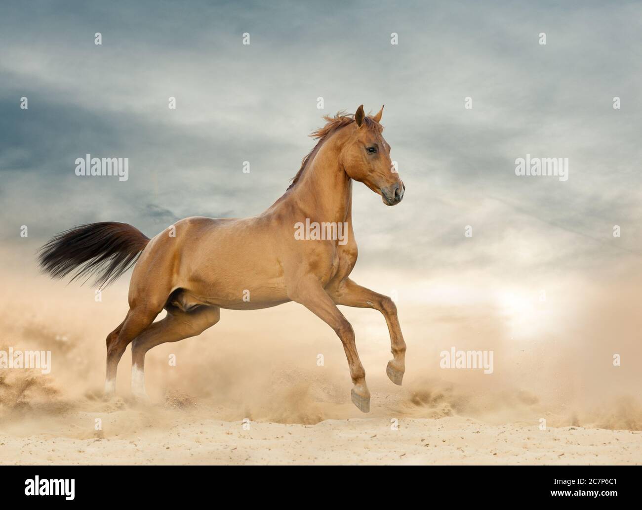 Riding a horse in full gallop hi-res stock photography and images - Alamy