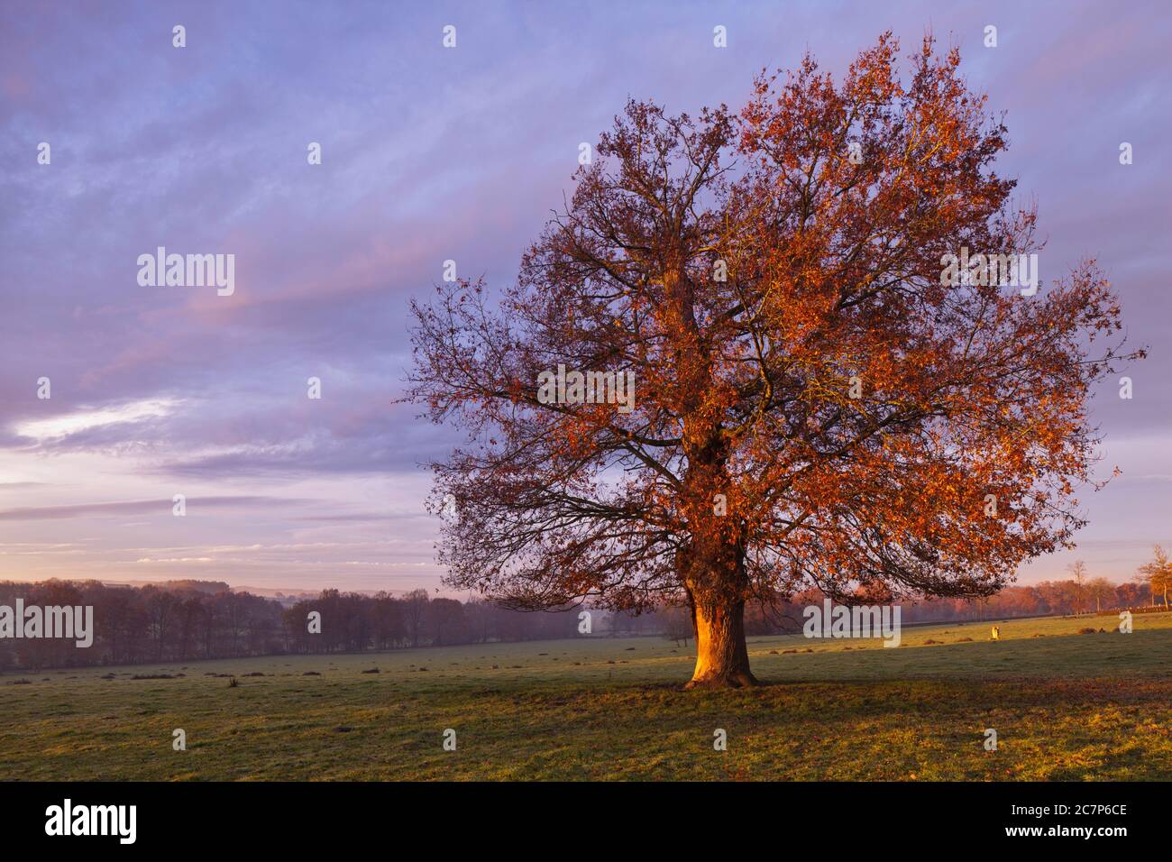 oak tree on the fields in autumn sunrise Stock Photo - Alamy