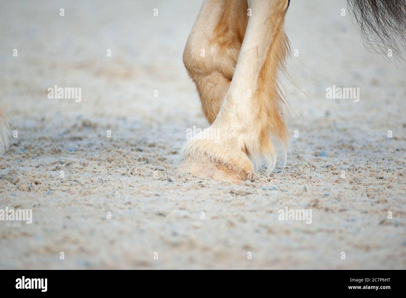 Shire horse hooves closeup in manege Stock Photo - Alamy