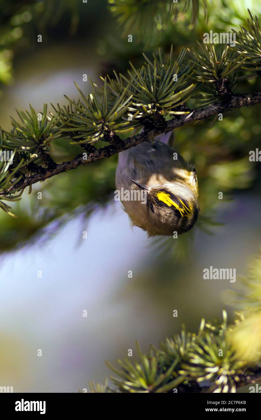 Cute little bird Goldcrest in tree. Natural background. Bird: Goldcrest ...