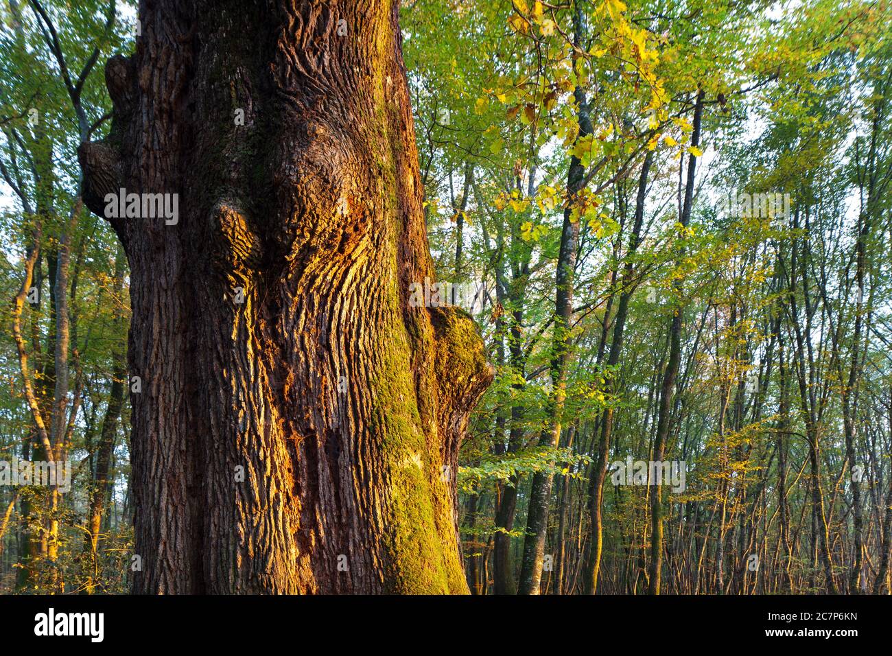 Remarkable oak tree hi-res stock photography and images - Alamy