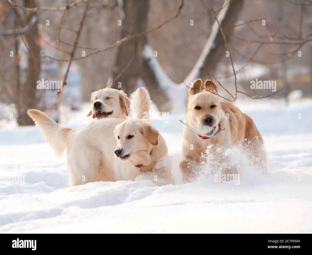 Group of golden retriever dogs in winter playing Stock Photo - Alamy