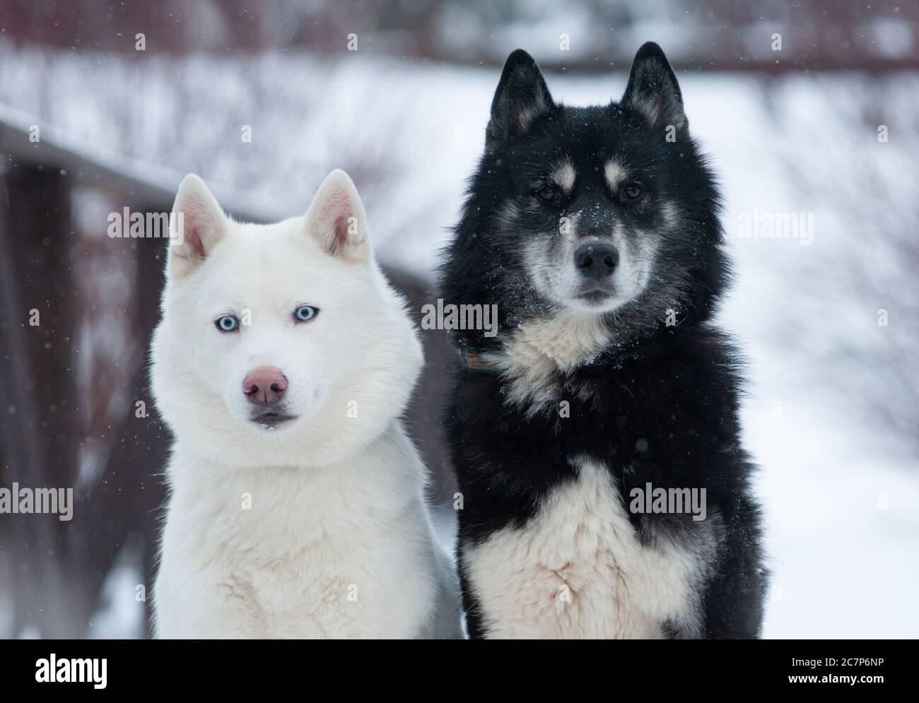 Two Siberian husky dogs portrait Stock Photo - Alamy