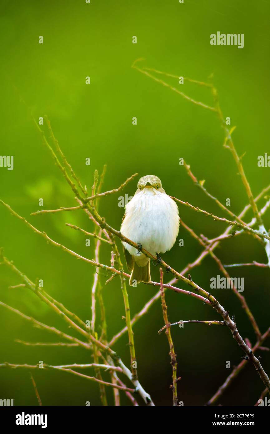 Cute little bird. Nature background Stock Photo - Alamy