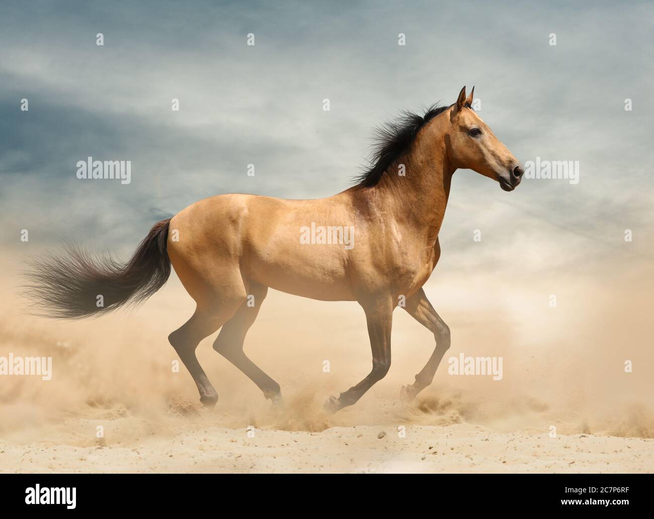 Wild mustang in desert running wild Stock Photo - Alamy