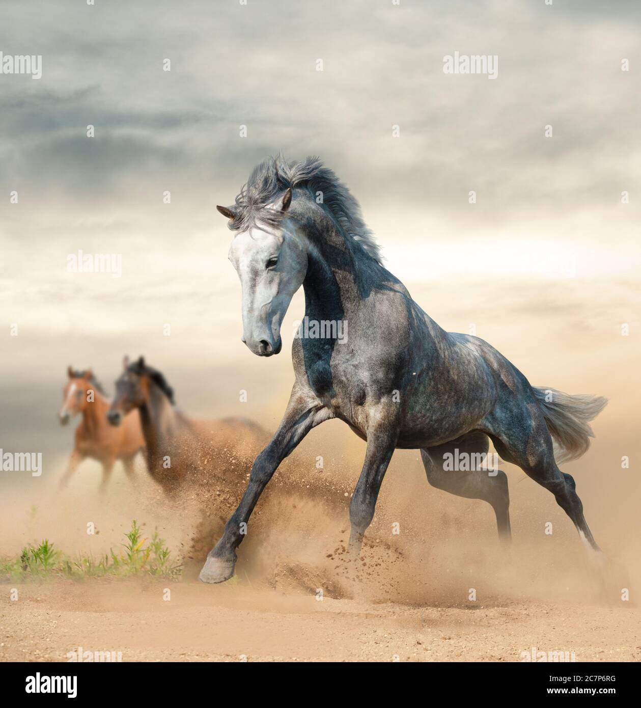 Beautiful wild horses running on freedom in prairies Stock Photo - Alamy