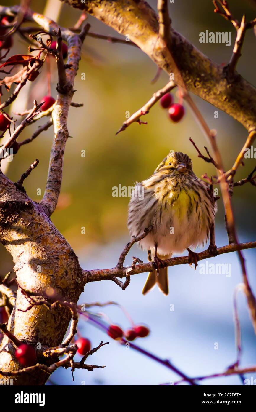 Nature and birds. Bird on branch. Nature background Stock Photo - Alamy