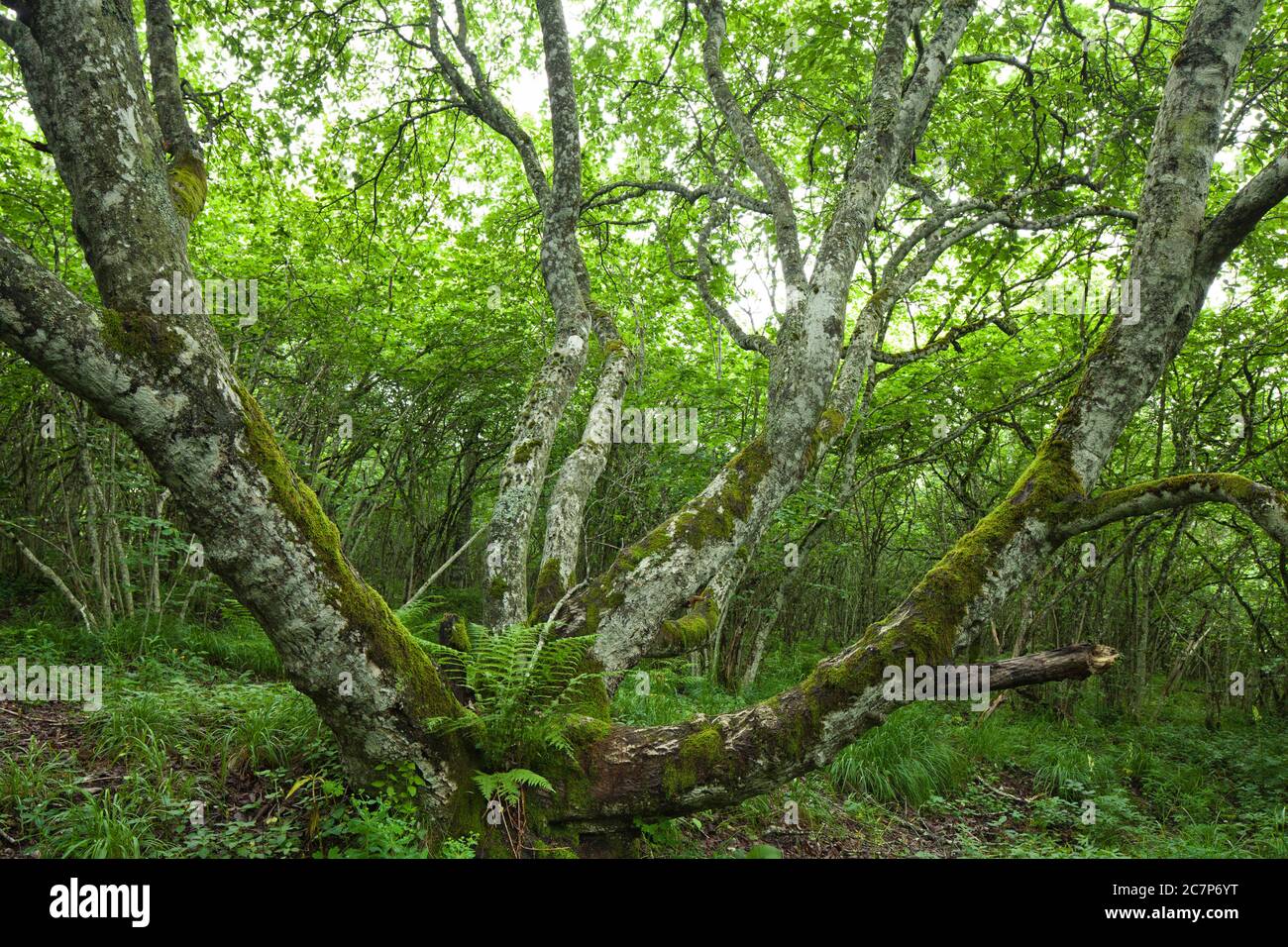 Old hazelnut tree in the forest Alter Hasselnussbaum im Wald Stock ...