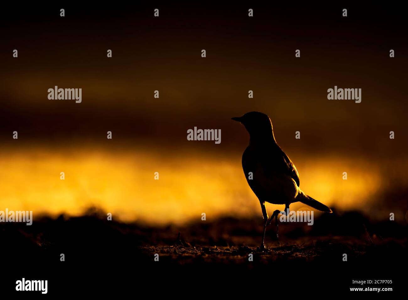 Sunset and bird. Bird silhouette. Sunset nature background Stock Photo - Alamy