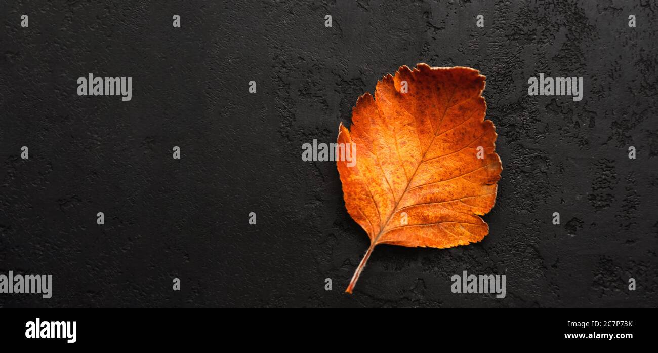 Single dry fallen brown autumn rowan leaf on a black background. Banner ...