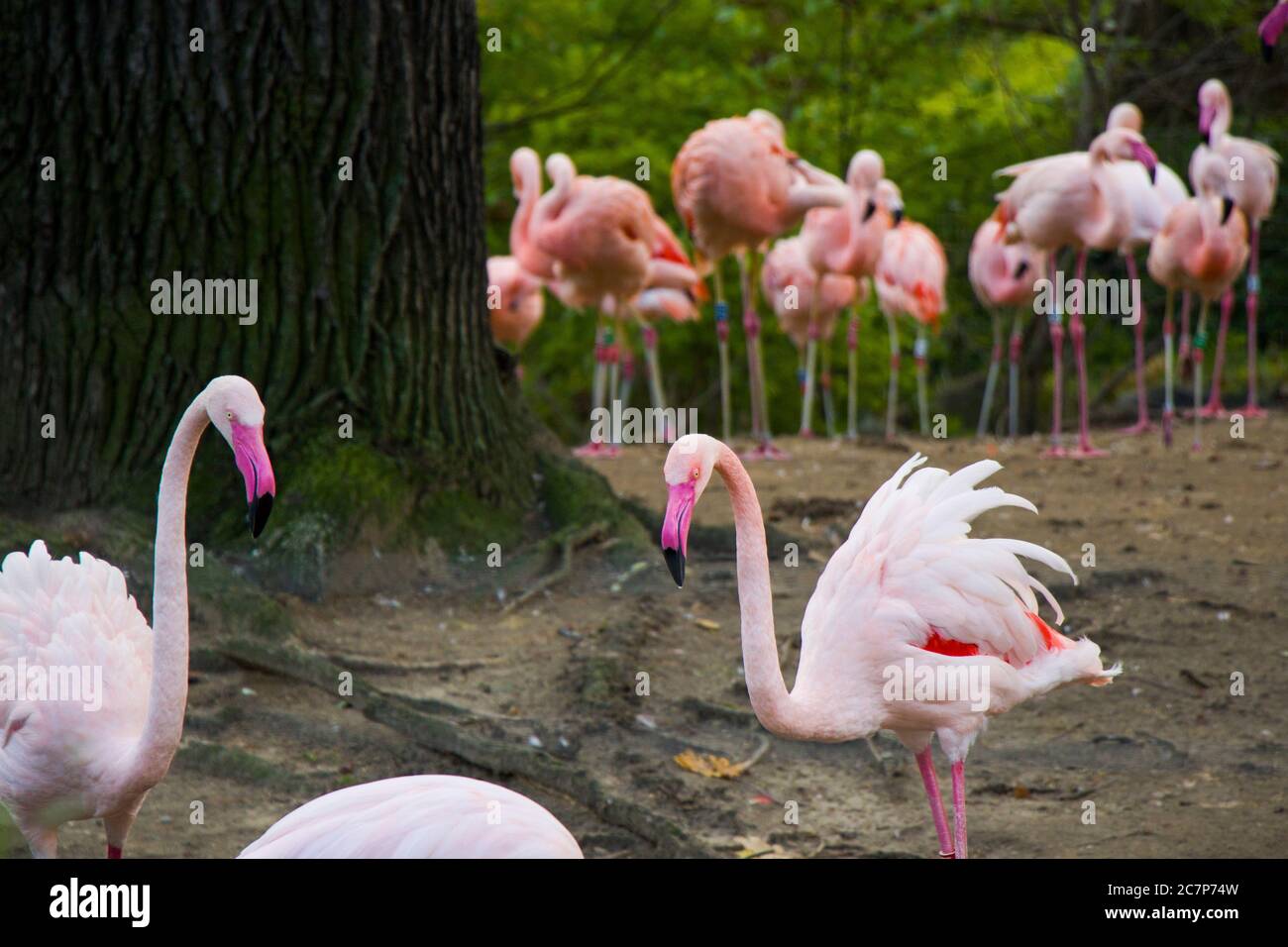 Berlin zoo flamingo hi-res stock photography and images - Alamy