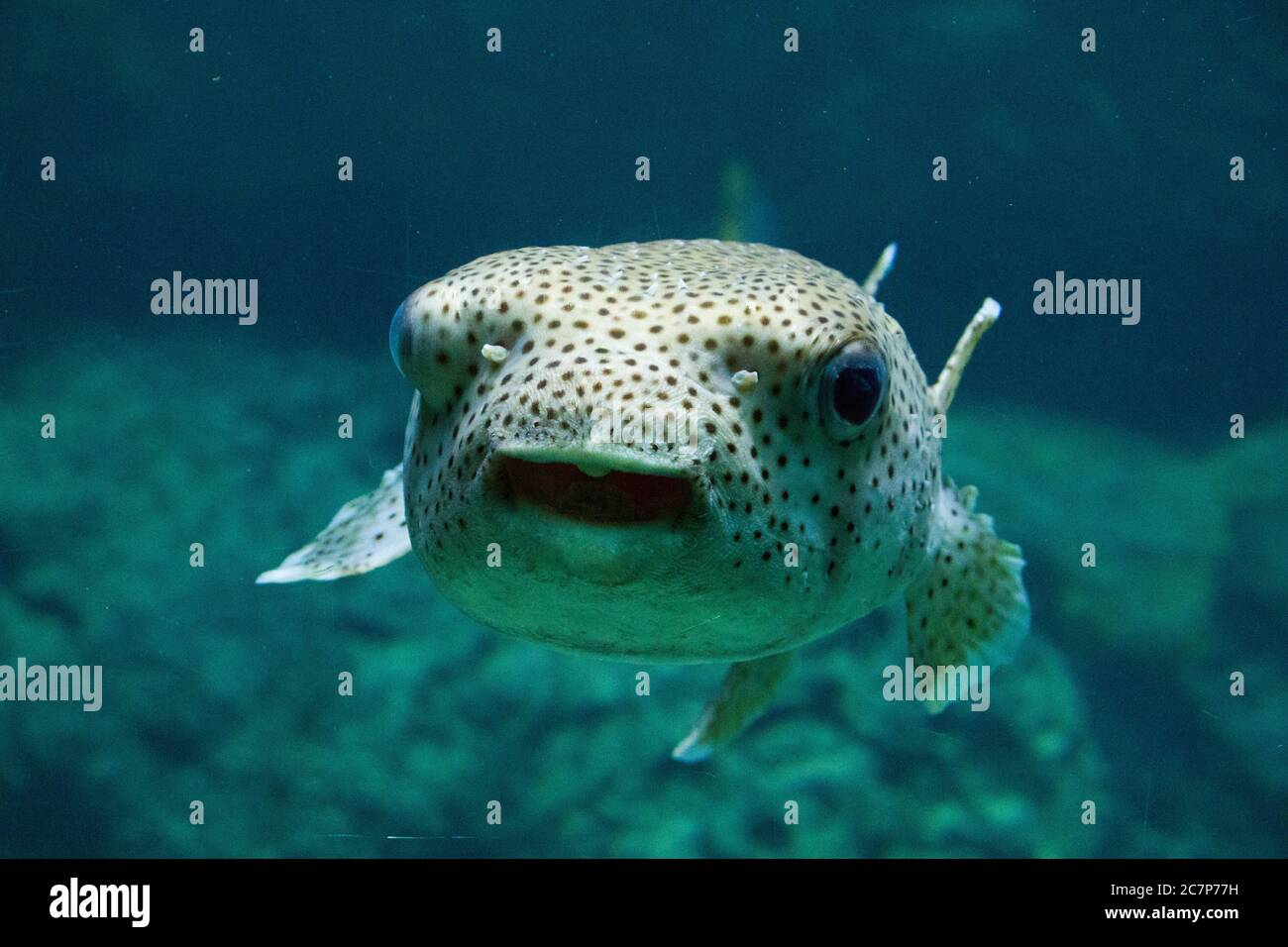 Best background aquarium hi-res stock photography and images - Alamy