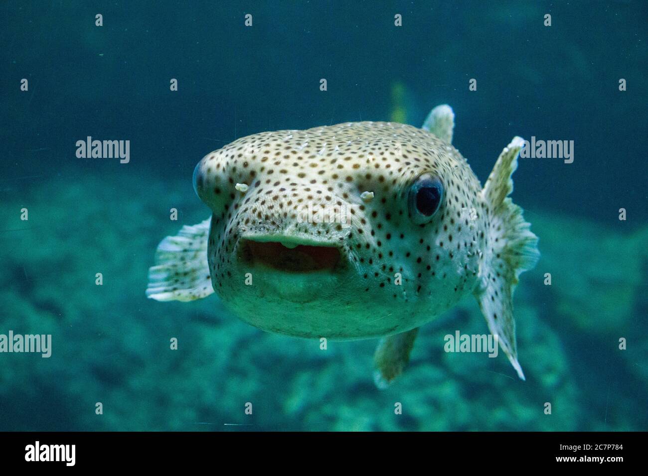 Best background aquarium hi-res stock photography and images - Alamy