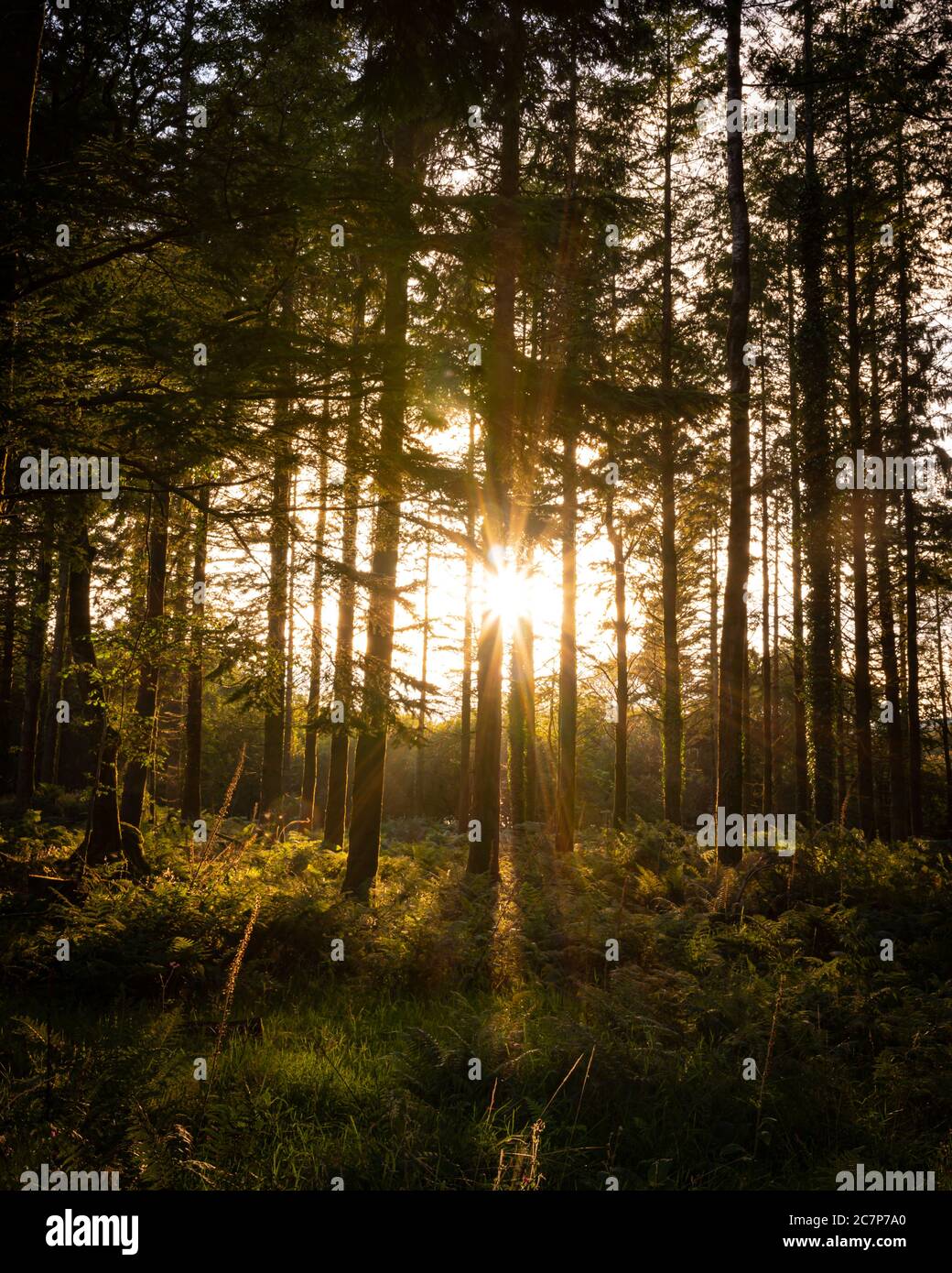 Atmospheric forest hi-res stock photography and images - Alamy
