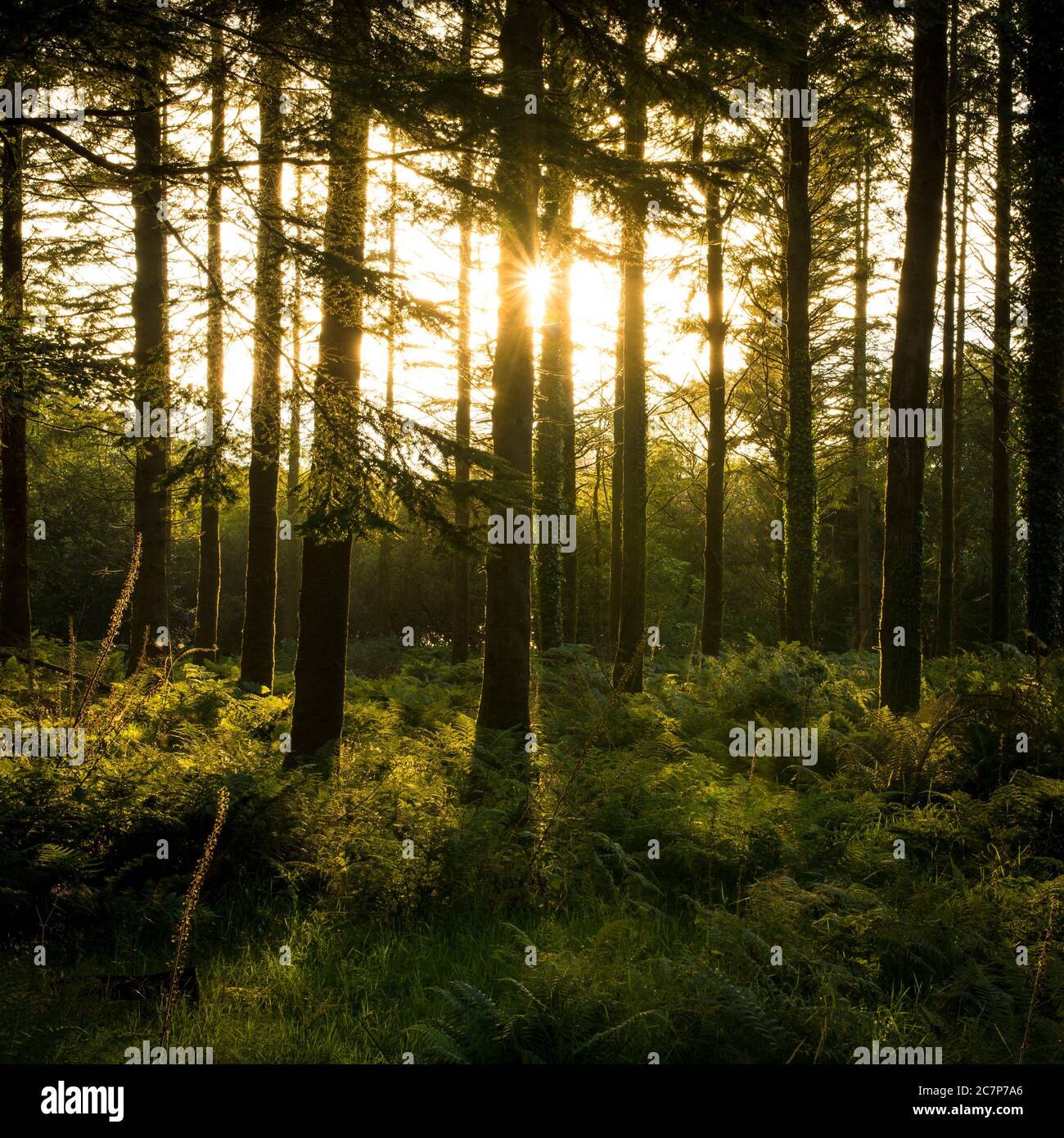 Atmospheric forest hi-res stock photography and images - Alamy