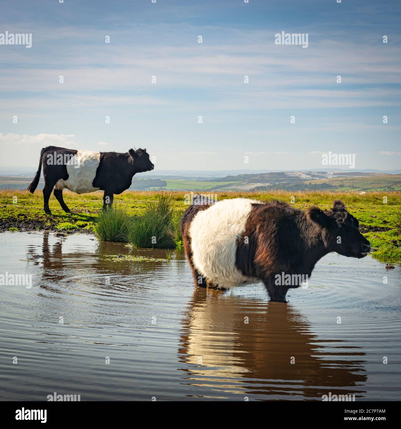 Belted Galloway Cows on Dartmoor Stock Photo - Alamy