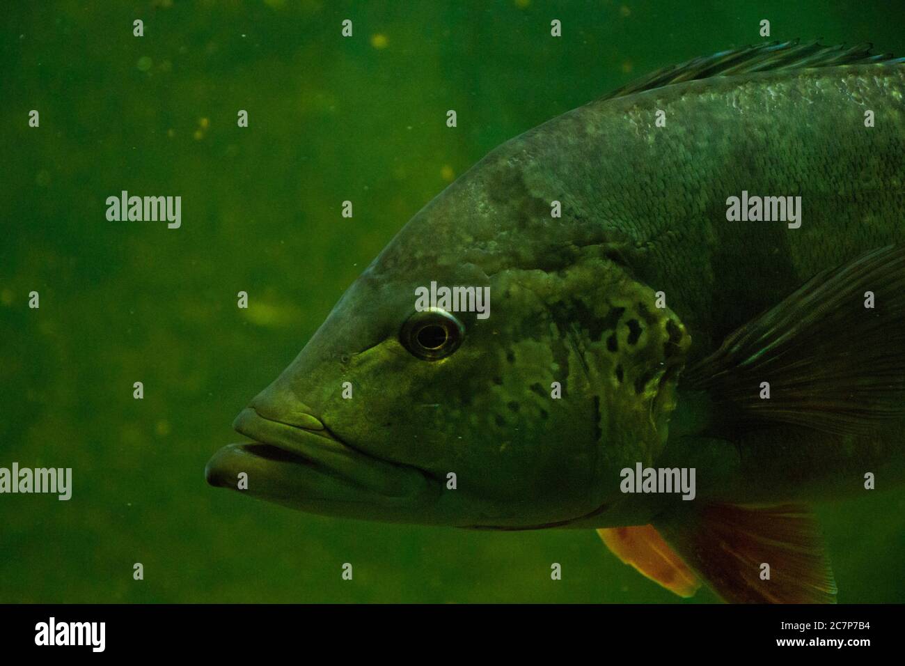 Best background aquarium hi-res stock photography and images - Alamy