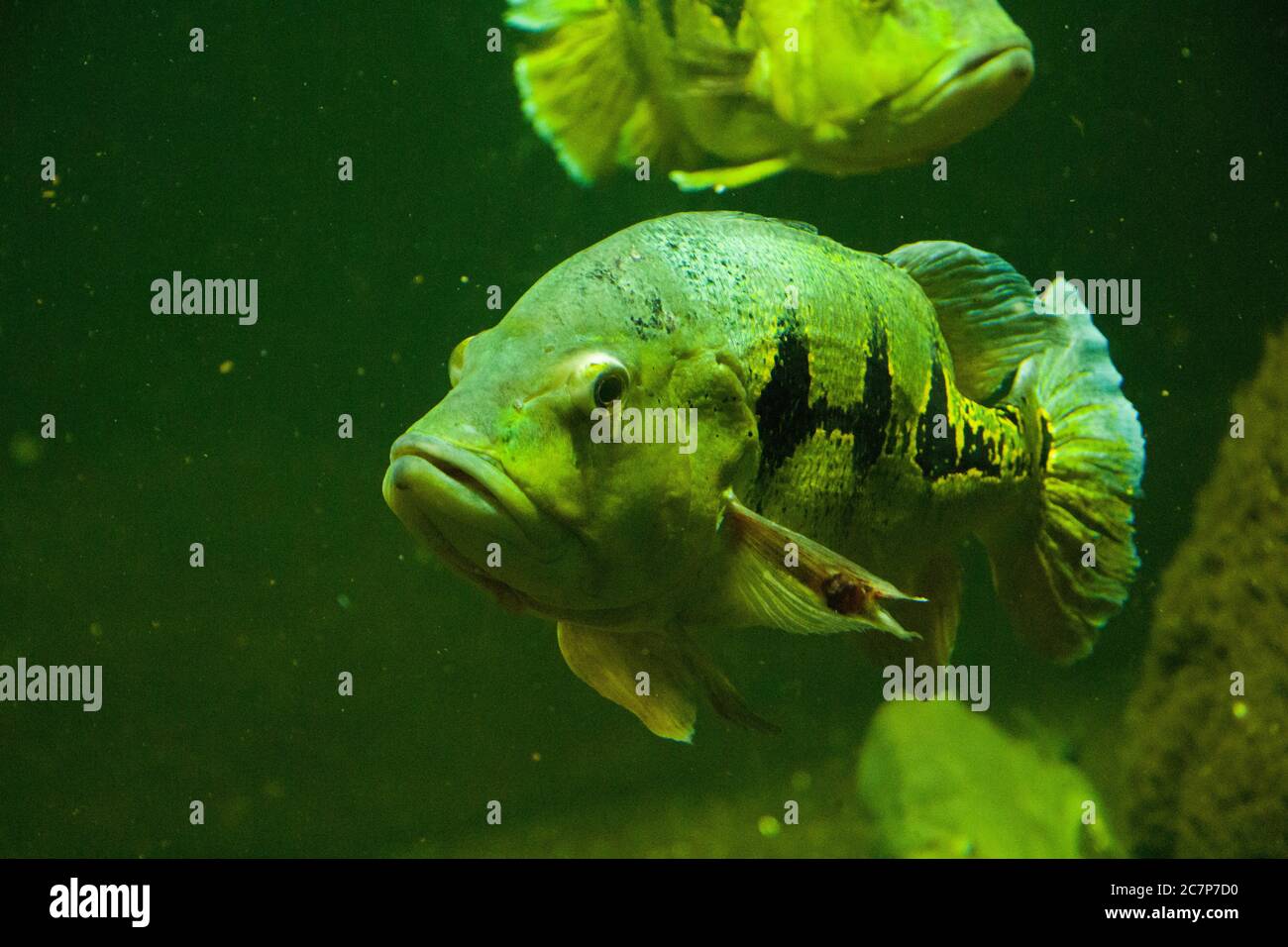 Best background aquarium hi-res stock photography and images - Alamy