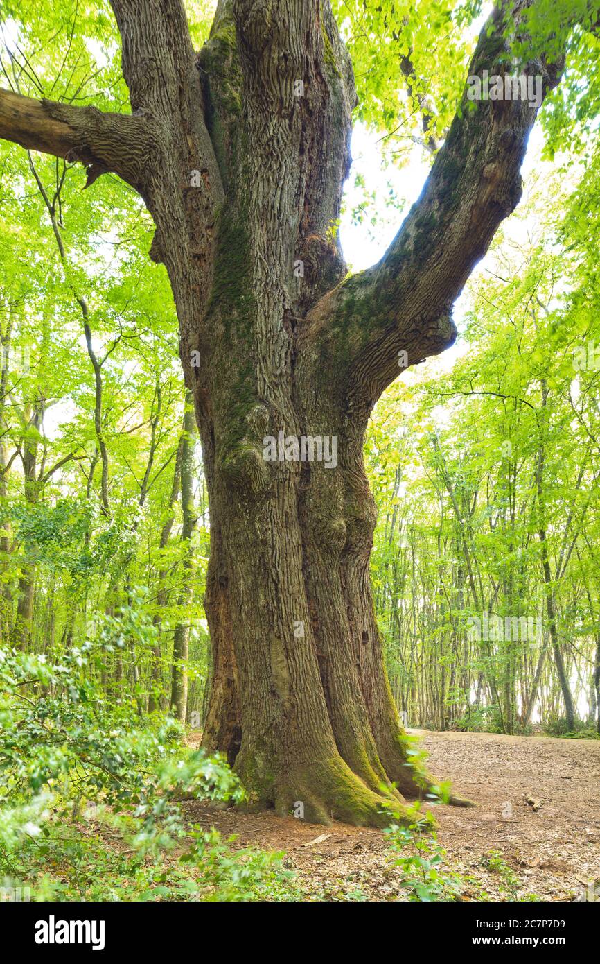 Old Oak in the french forest Troncais - Chene Sentinelle Stock Photo ...