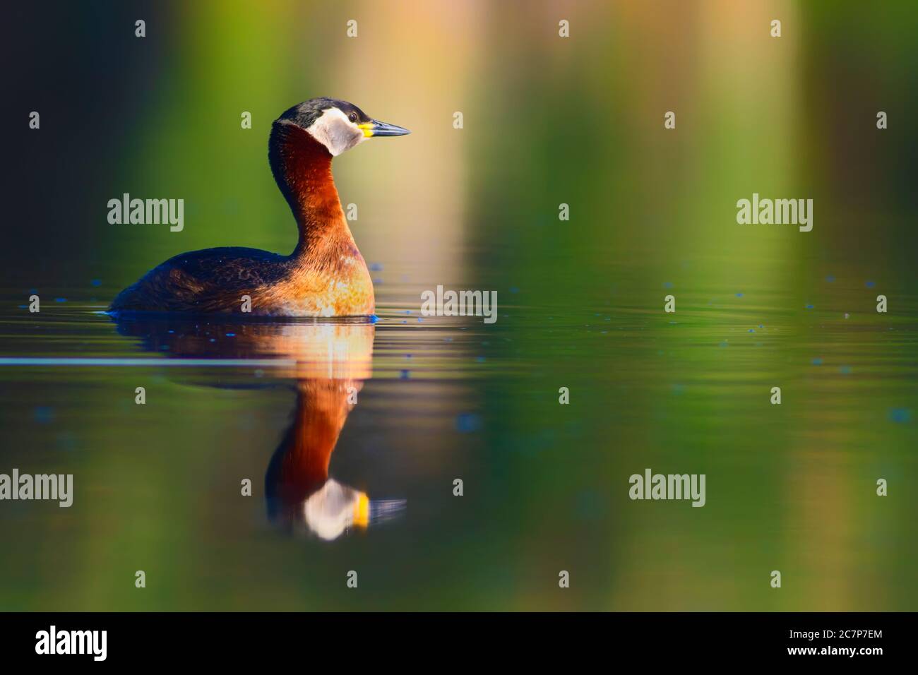 Swimming bird. Bird: Green, blue nature background. Red necked Grebe ...
