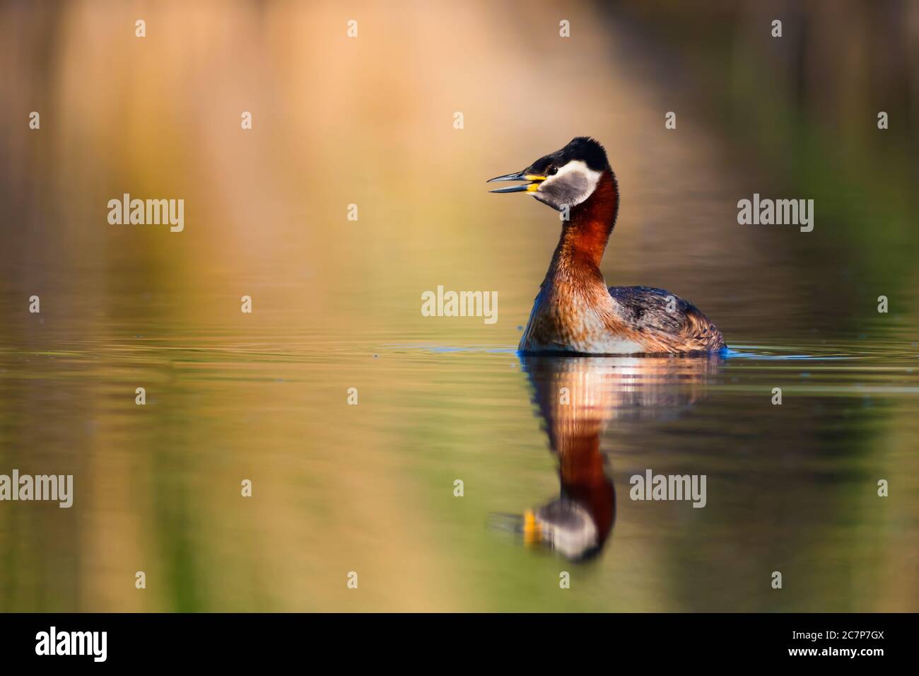 Swimming bird. Bird: Green, blue nature background. Red necked Grebe ...