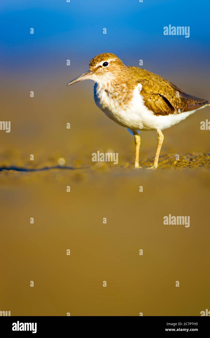 Shore bird Sandpiper. Blue sea and yellow sand nature background. Bird ...