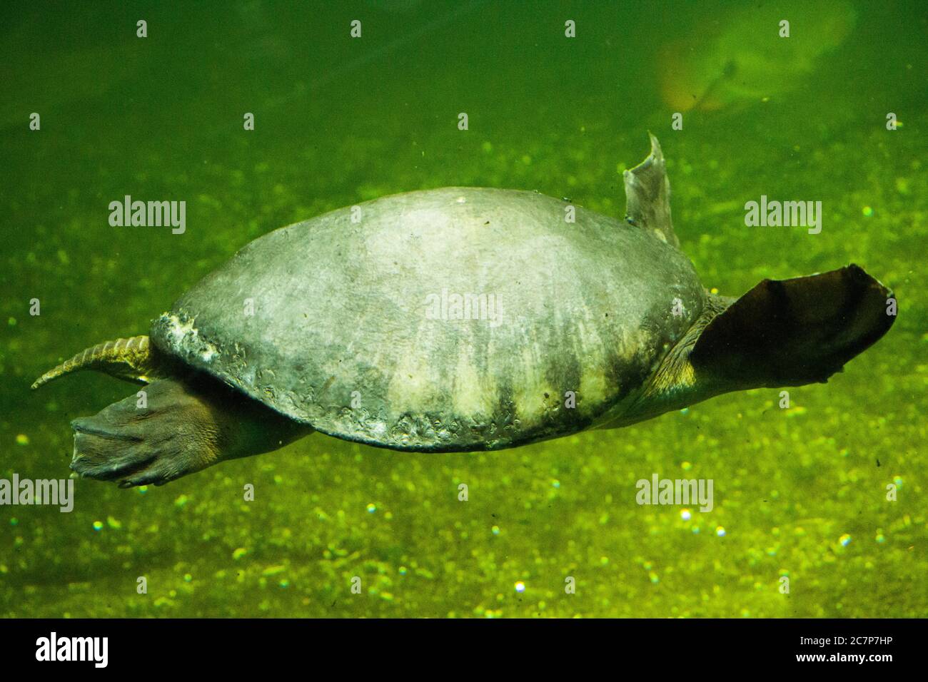 Sea turtle in blue ocean water top hi-res stock photography and images ...
