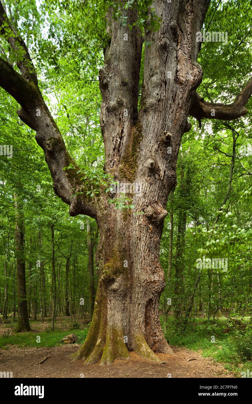 Old Oak in the french forest Troncais - Chene Sentinelle Stock Photo ...