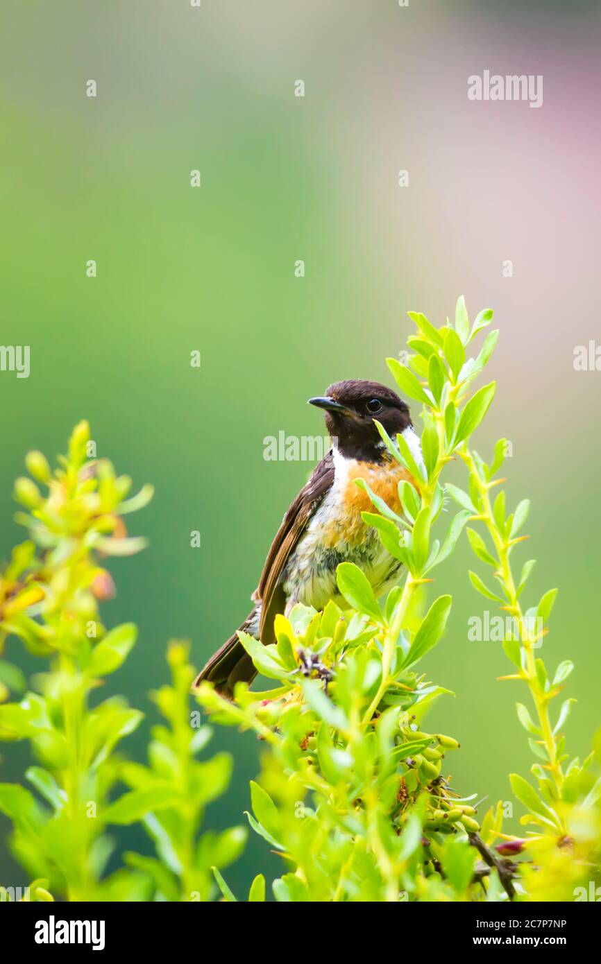 Cute little bird Stonechat. Green Nature background. Bird: European ...