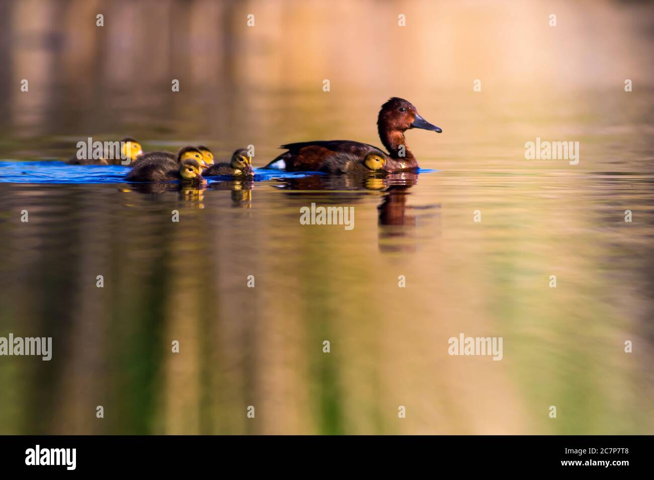 Water nature and birds. Colorful nature background Stock Photo - Alamy