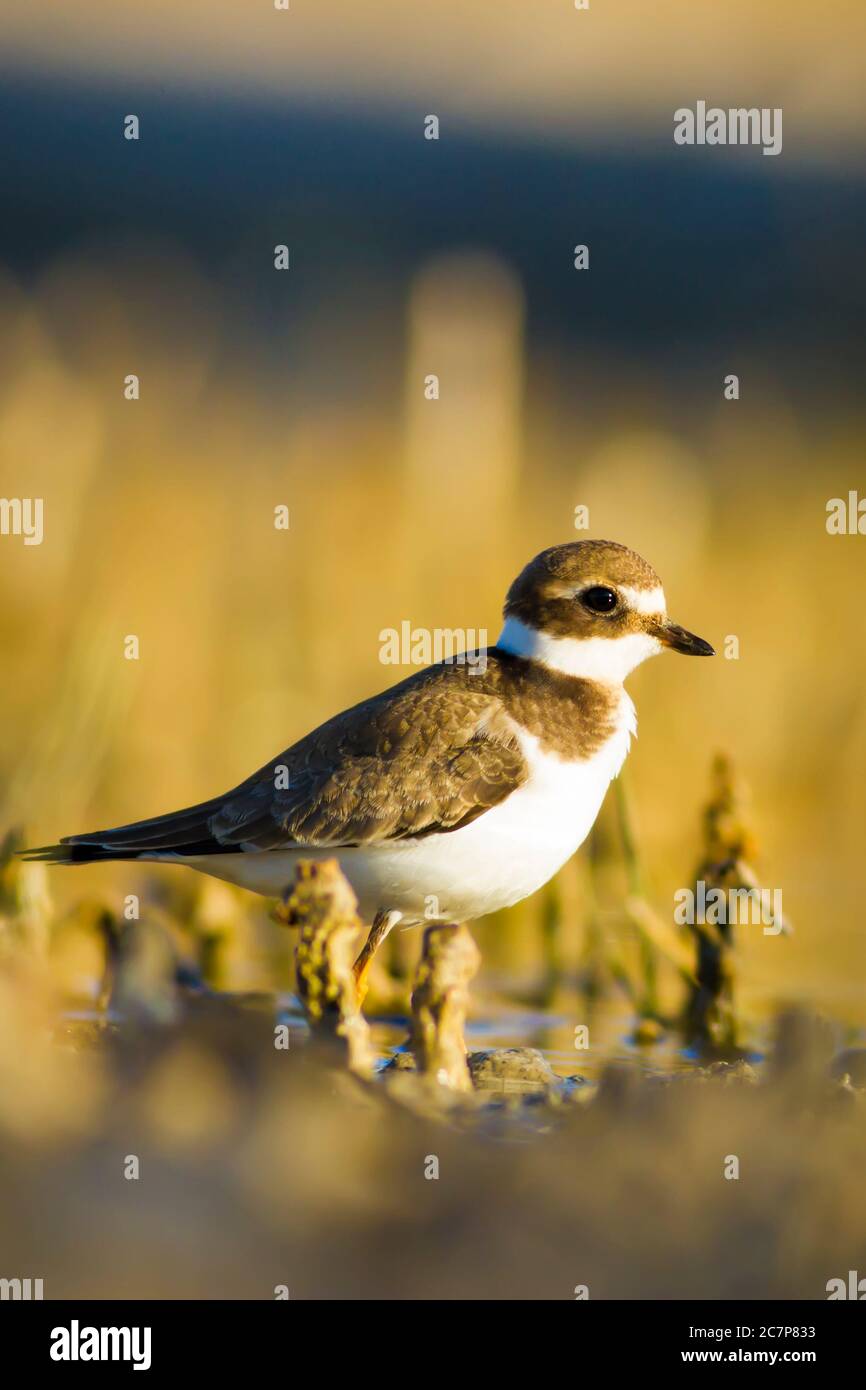 Cute little water bird. Yellow nature habitat background. Bird: Common ...