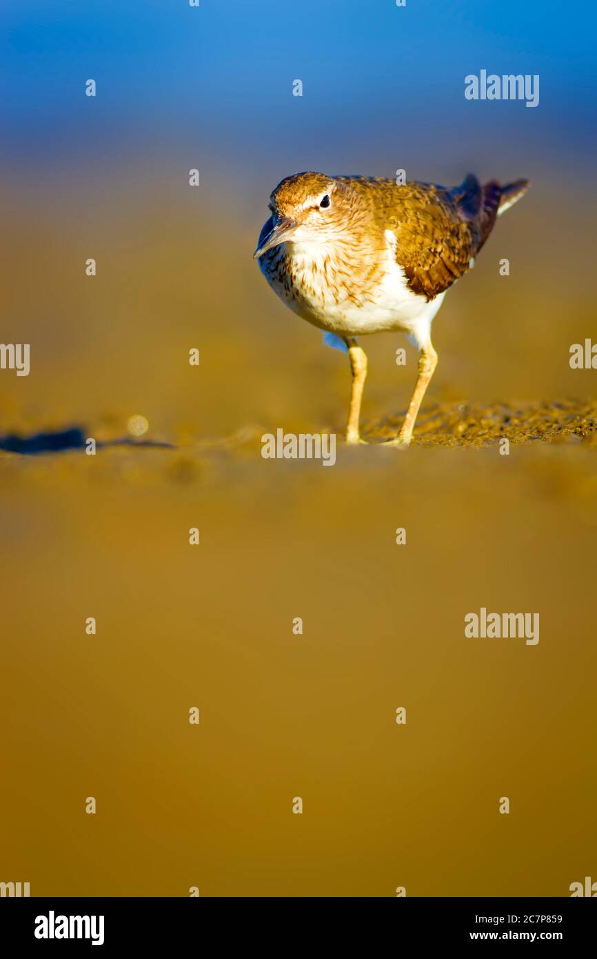 Shore bird Sandpiper. Blue sea and yellow sand nature background. Bird ...