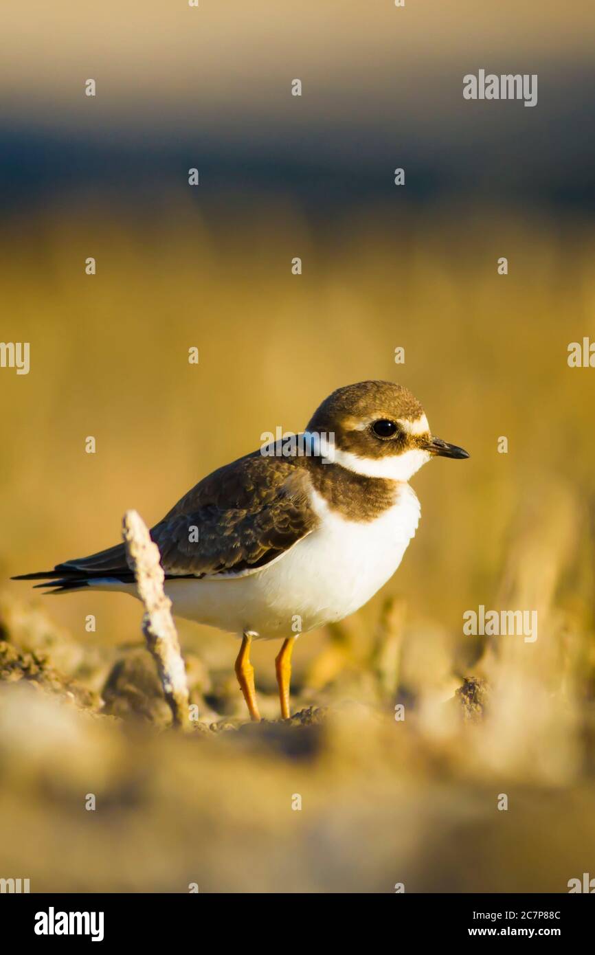 Cute little water bird. Yellow nature habitat background. Bird: Common ...