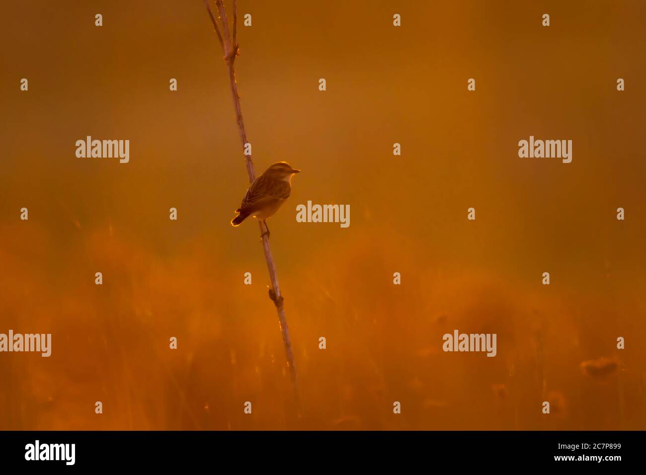 Sunset and bird. Bird silhouette. Sunset nature background Stock Photo - Alamy