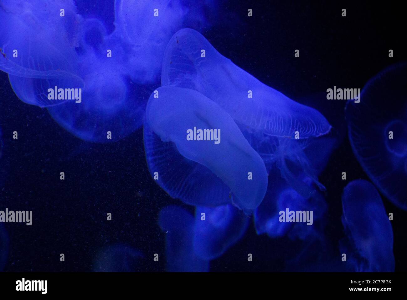 jellyfish underwater, dark background, blue color light, wildlife sea ...