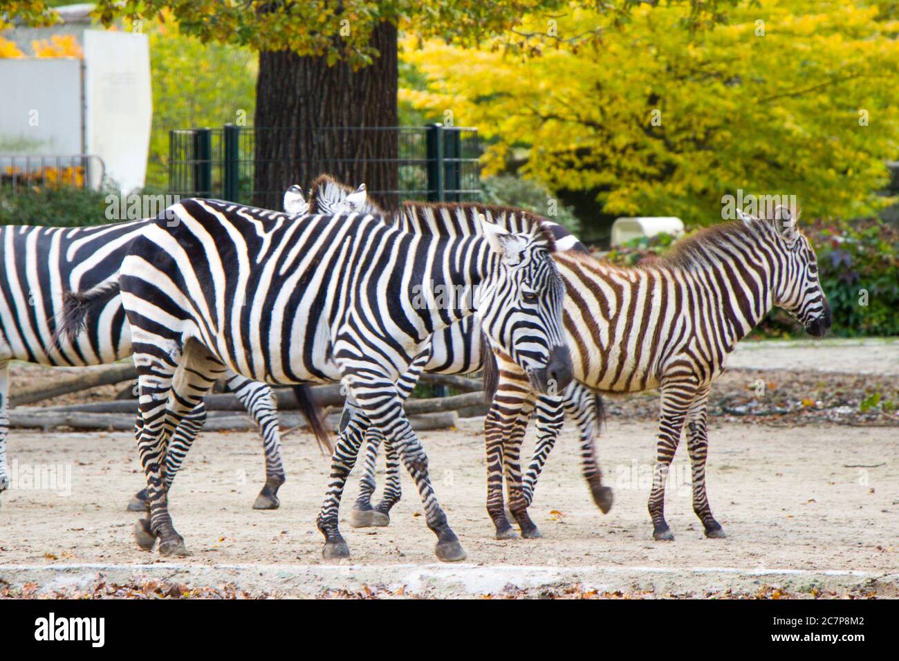 Zebra family in Berlin Zoo, Germany Stock Photo - Alamy