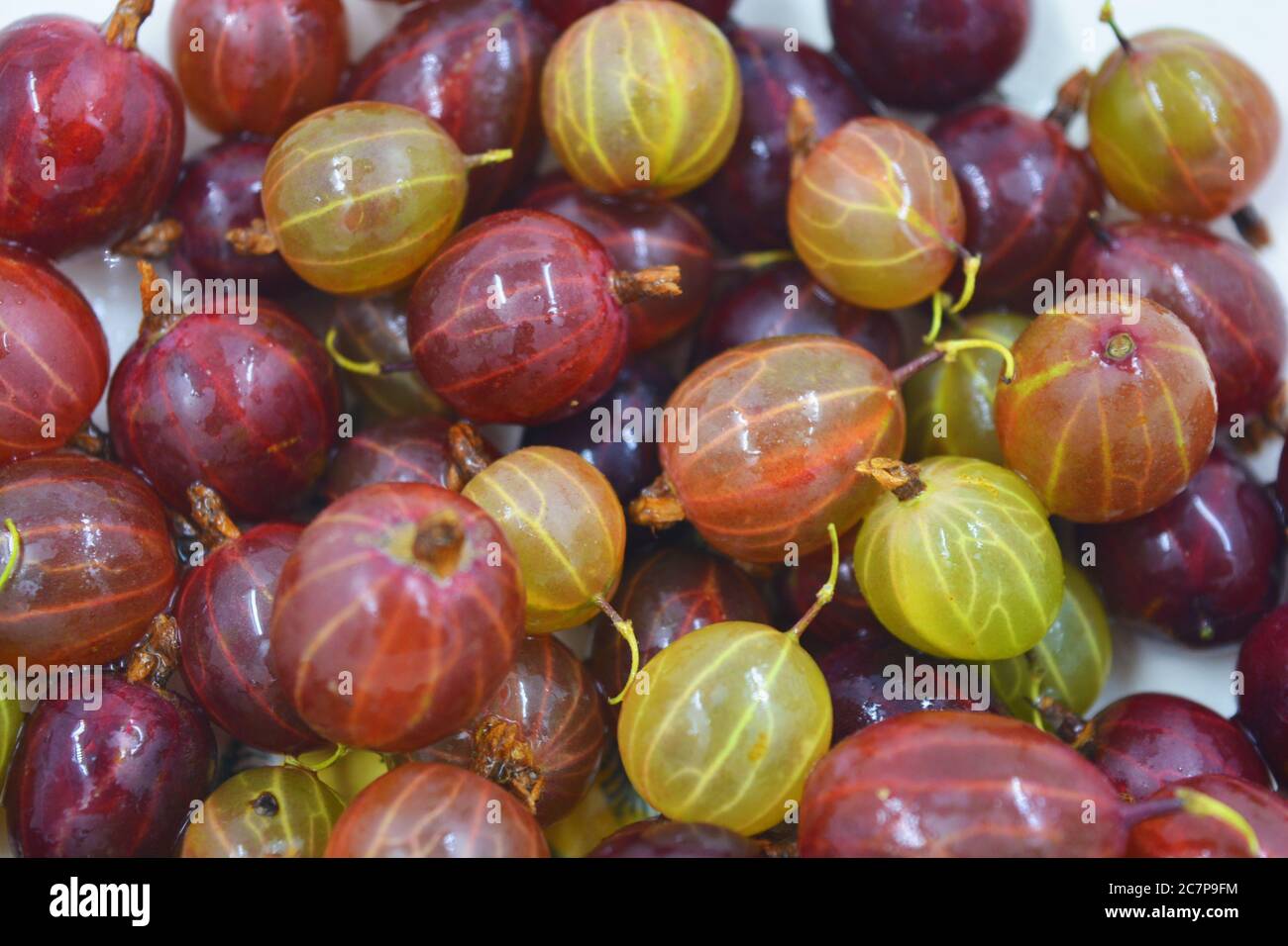 Fresh ripe red gooseberries are positioned and plated into a white ...