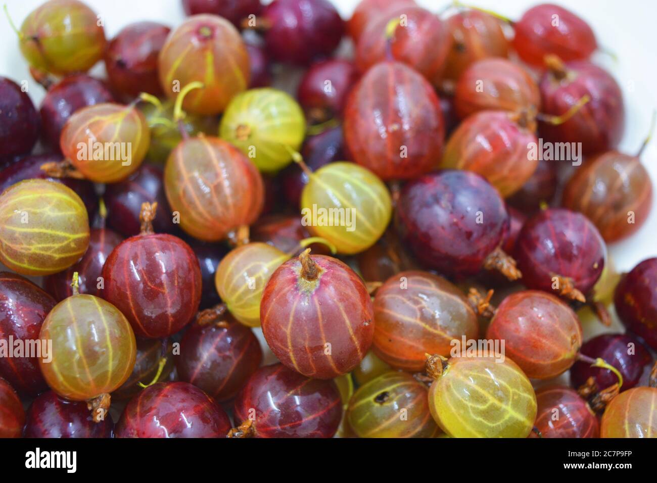 Fresh ripe red gooseberries are positioned and plated into a white ...