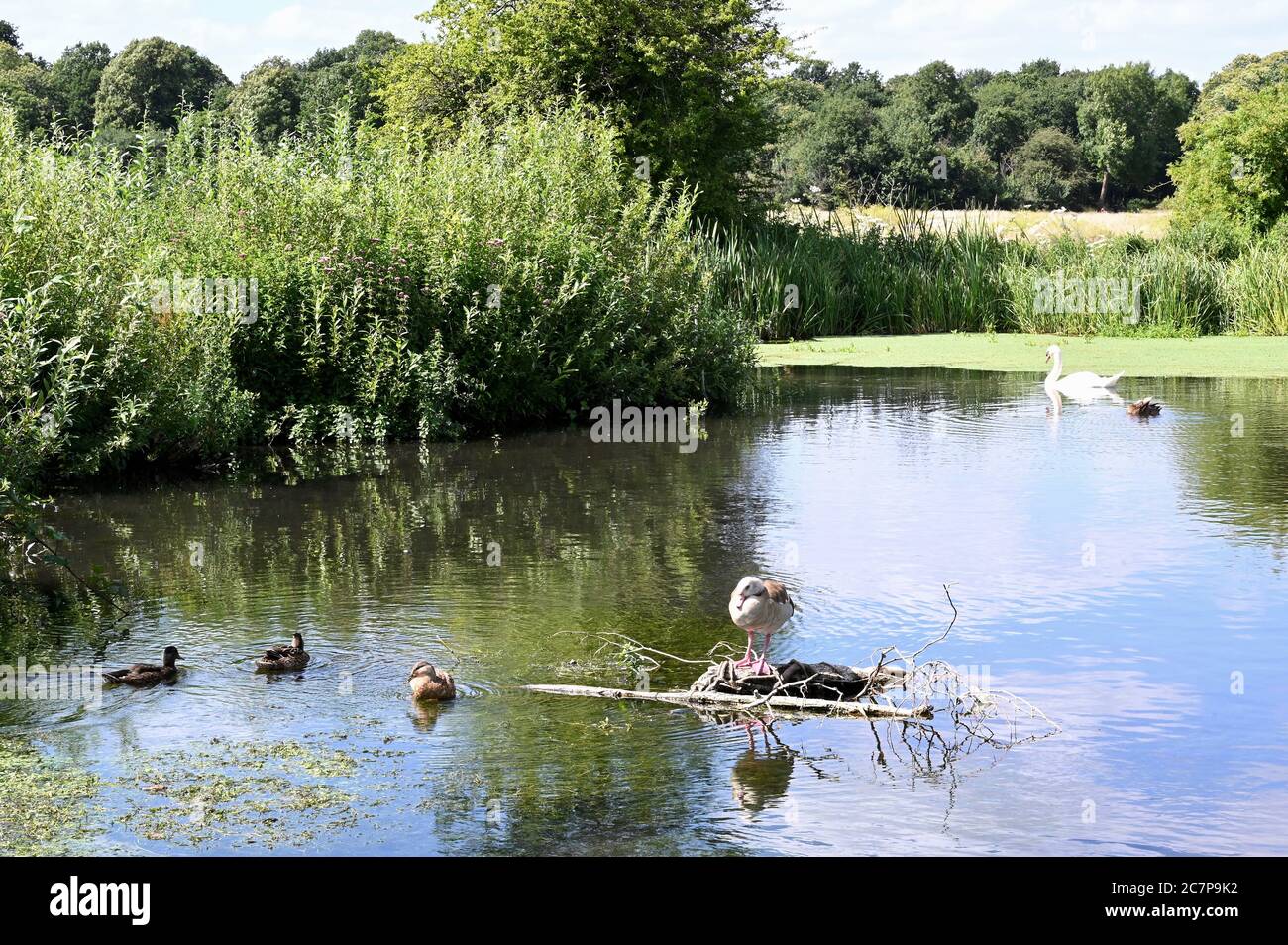 The river cray hi-res stock photography and images - Alamy