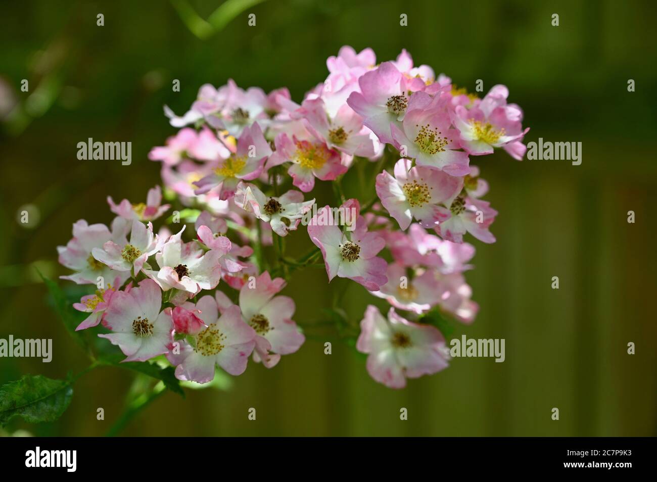 Rosebush of pink rose flowers hi-res stock photography and images - Alamy