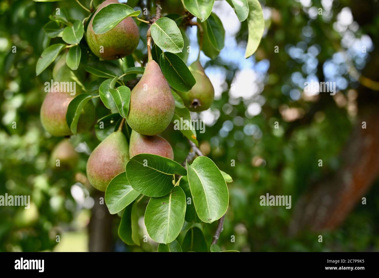 Clusters of pears, fruit tree. Sidcup, Kent. UK Stock Photo - Alamy