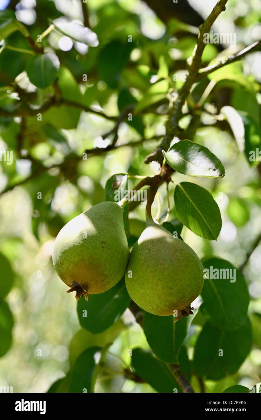 Pears growing tree hi-res stock photography and images - Alamy