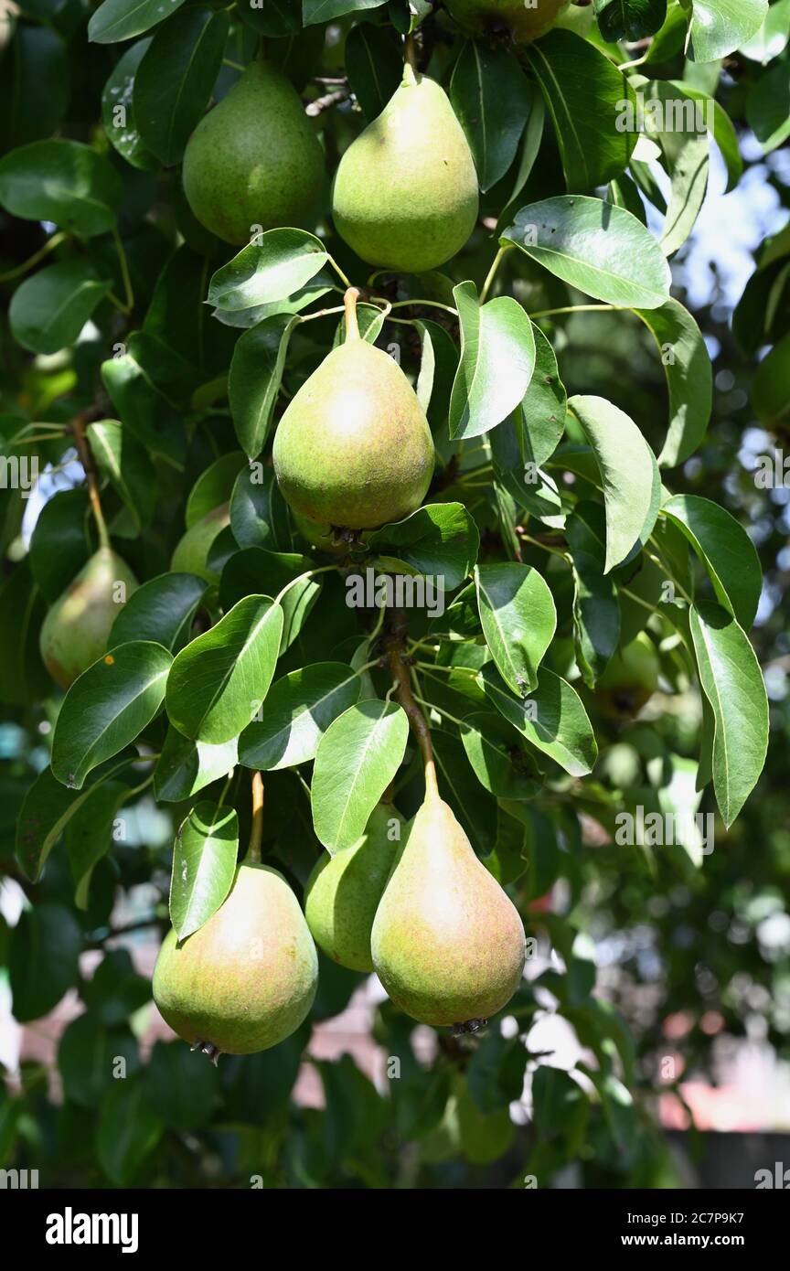 Clusters of Pears, fruit tree. Sidcup, Kent. UK Stock Photo - Alamy
