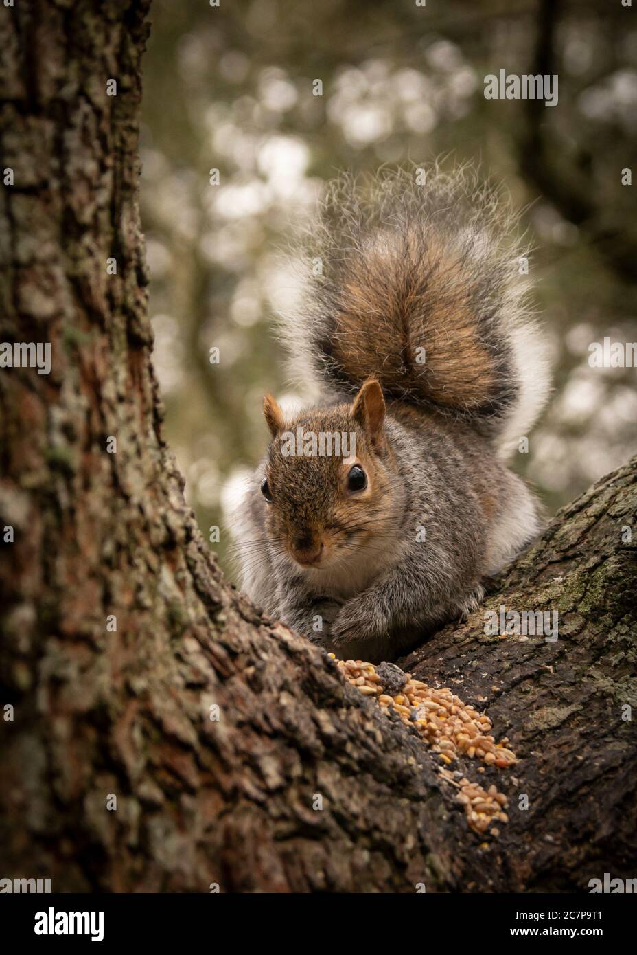A Grey Squirrel sat in an Oak Tree Stock Photo - Alamy