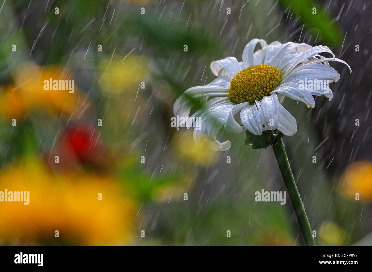 Rain drenched petals hi-res stock photography and images - Alamy