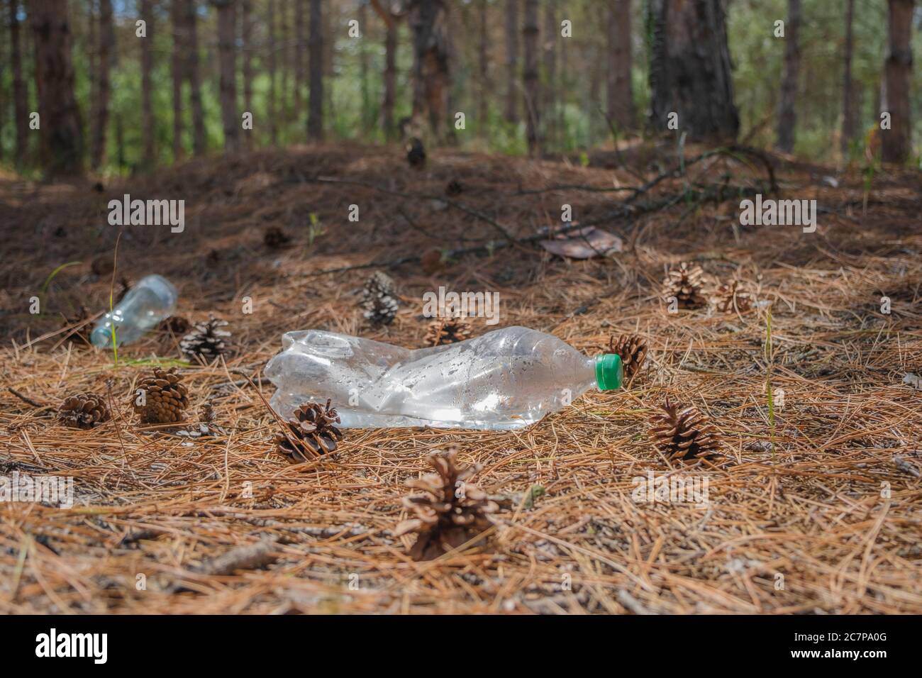 Close-up of discarded plastic bottles in a pine forest. Plastic ...