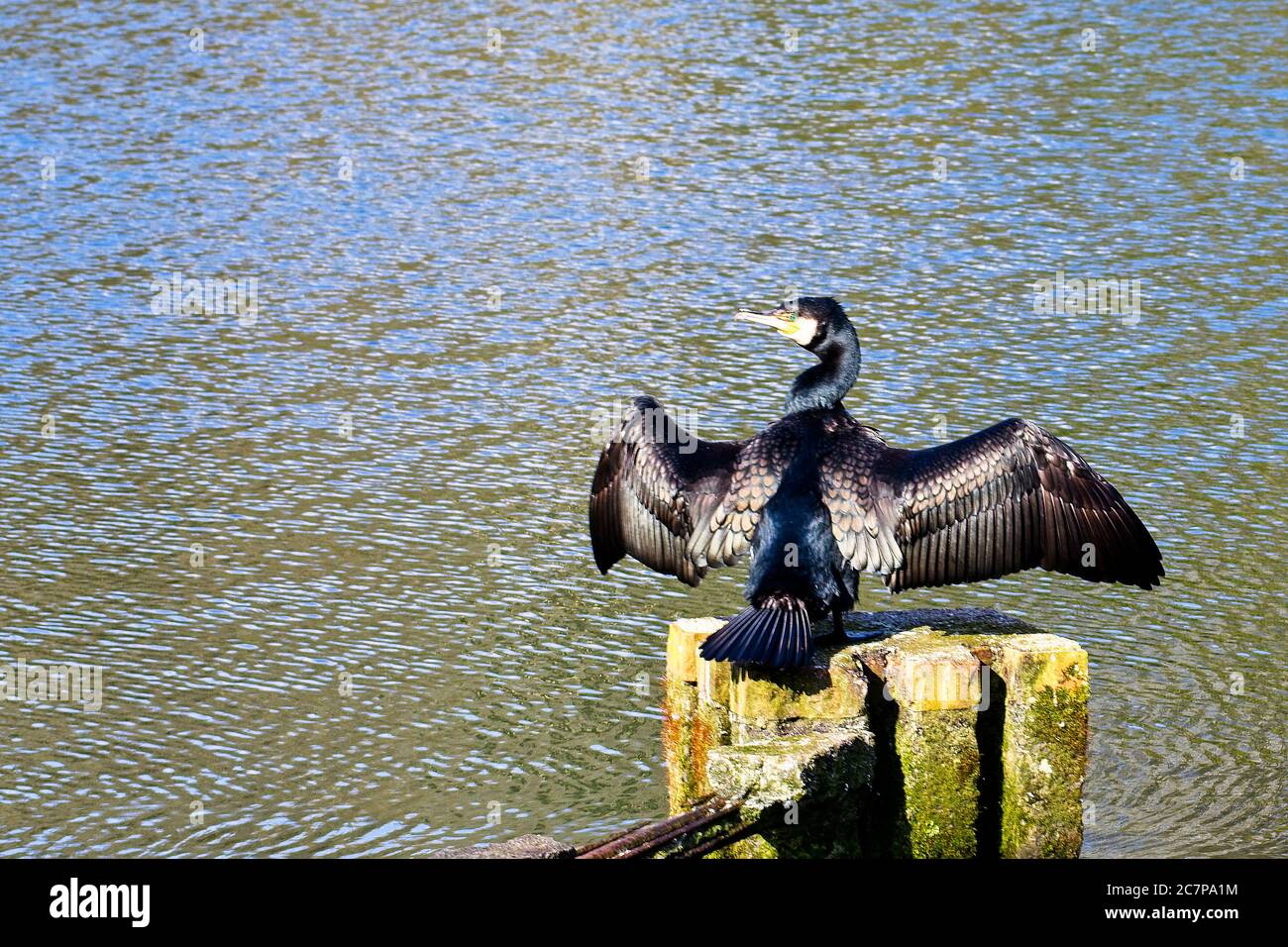 Cormorant with wings spread hi-res stock photography and images - Alamy