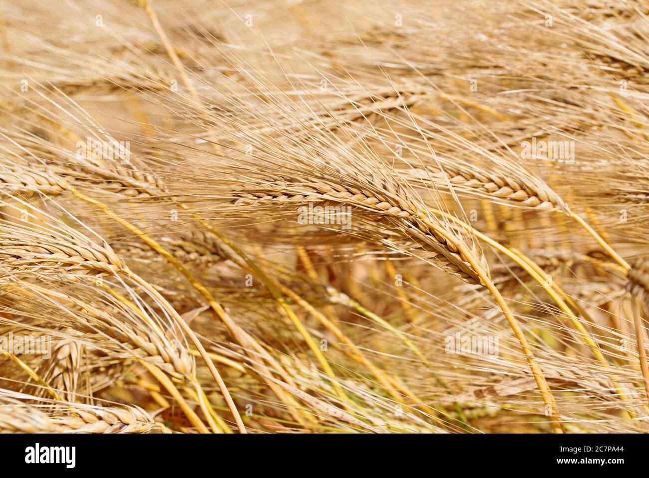 Barley stalks hi-res stock photography and images - Alamy