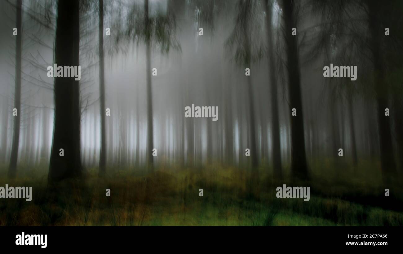 Mystical woodland hi-res stock photography and images - Alamy
