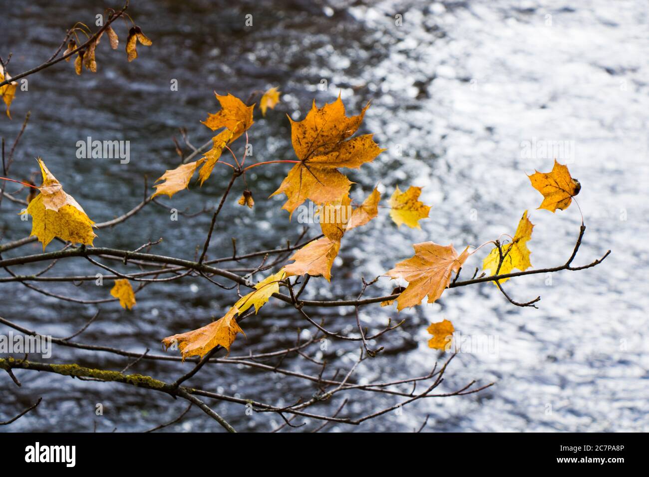 Famous park in city center of Vilnius, Autumn and fall trees and leaves ...